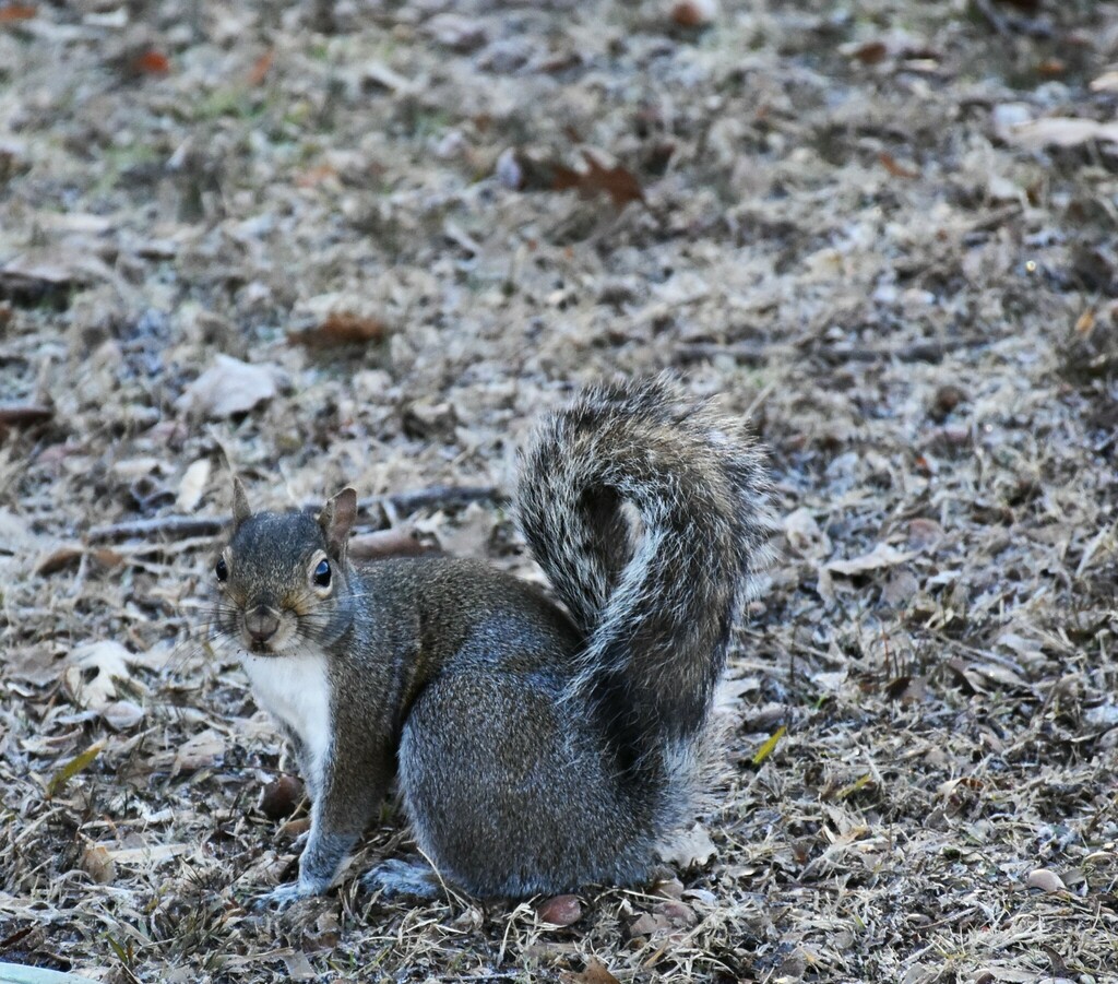 Eastern Gray Squirrel from Mountain Park, GA, USA on January 16, 2025 ...