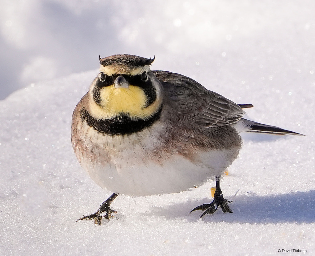 Horned Lark from Butler County, OH, USA on January 15, 2025 at 12:32 PM ...