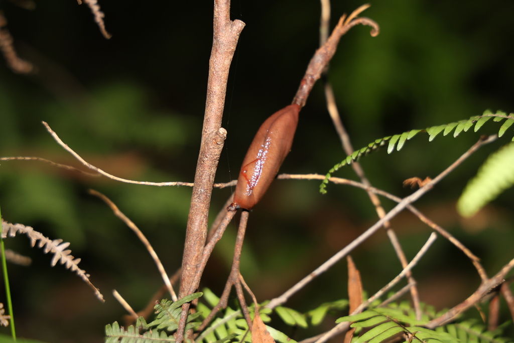 Red Triangle Slug from Springbrook QLD 4213, Australia on January 16 ...