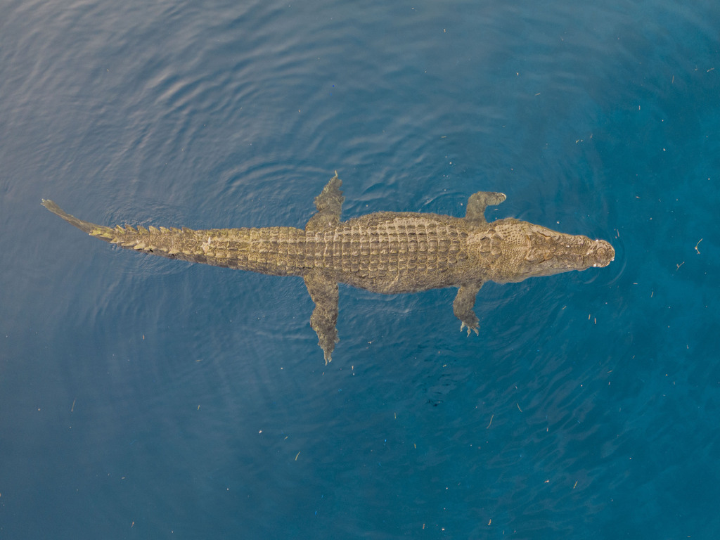 Saltwater Crocodile from Com Lautém, Lautém, East Timor on January 15 ...