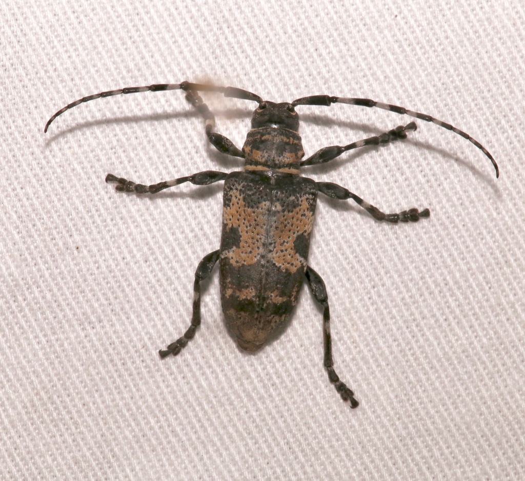 Coenopoeus palmeri (Longhorn Beetles of the United States Pt.2 ...