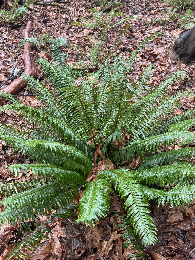 western sword fern from University of Washington, 西雅图, WA, US on ...