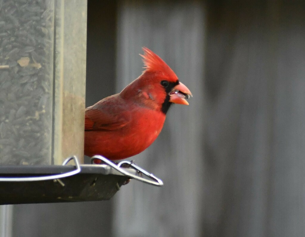 Northern Cardinal from South Side, Corpus Christi, TX, USA on January ...
