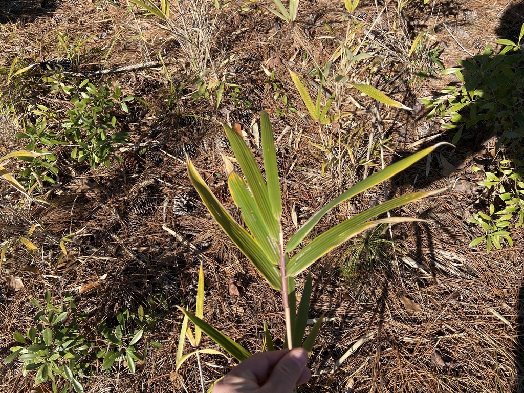 switch cane from Outfitters Park Dr, Richmond Hill, GA, US on January ...