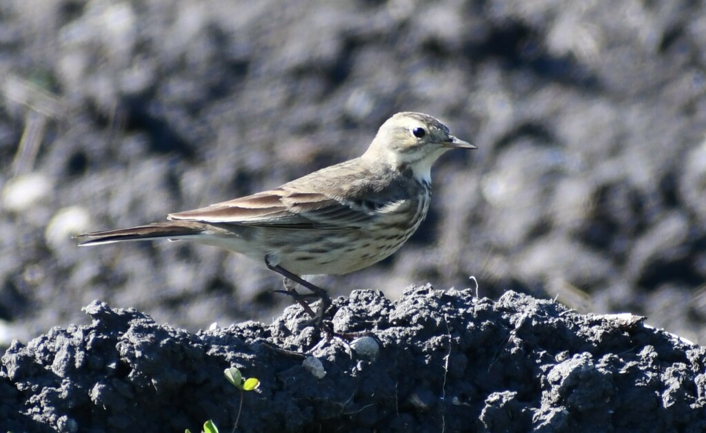 American Pipit from Nueces County, TX, USA on January 16, 2025 at 10:10 ...