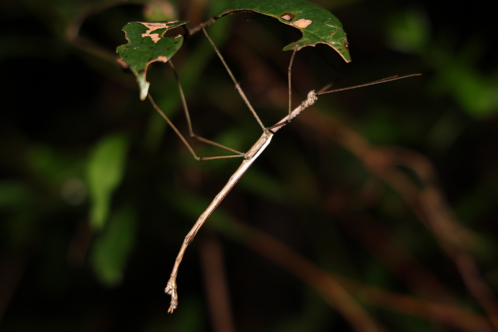 tessellated stick insect from Apple Tree Park, 2016 Springbrook Rd ...