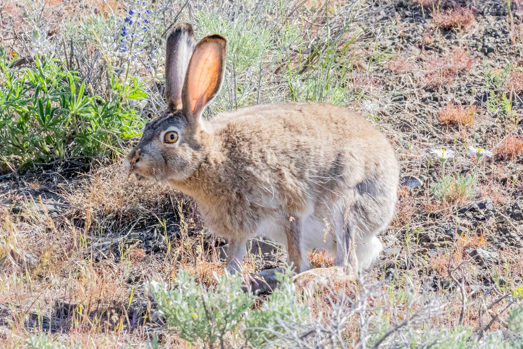 White-tailed Jackrabbit (Animals of Wabamun Lake) · iNaturalist