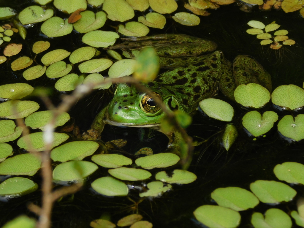 American Bullfrog from Chibana, Okinawa, 904-2143, Japan on May 07 ...