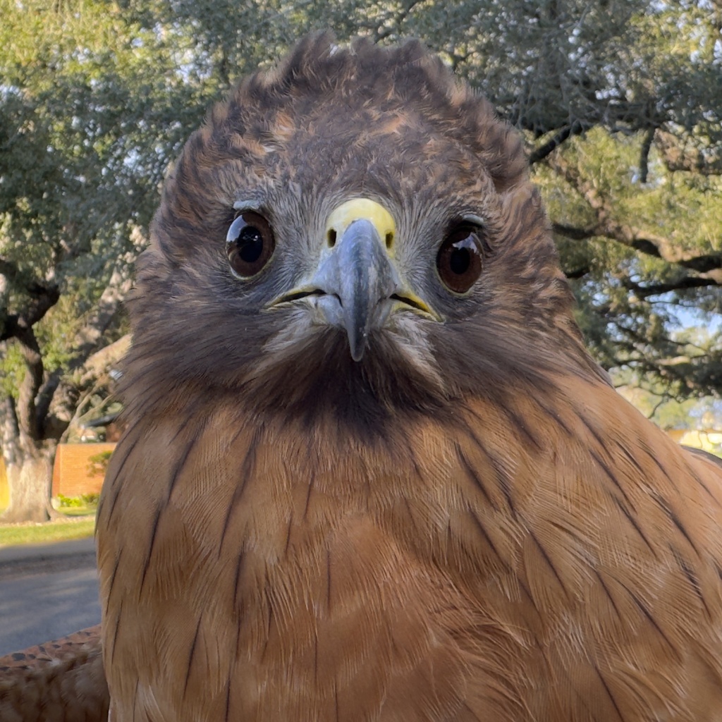 Red-shouldered Hawk from Alice Municipal Golf Course, Alice, TX, US on ...