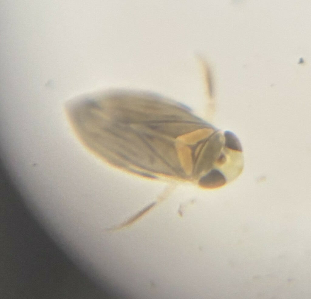 Micronecta from Bordertown SA 5268, Australia on January 17, 2025 at 10 ...