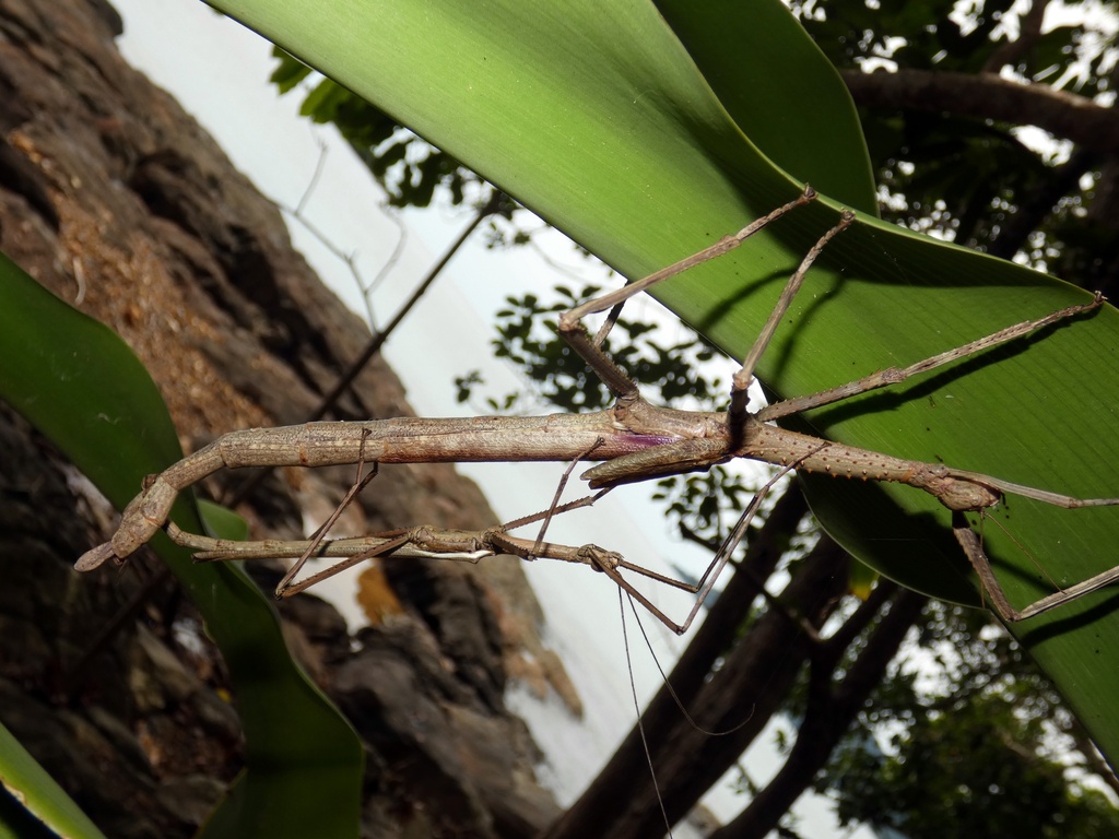 Strong Stick Insect from Cow Bay Beach on January 17, 2025 at 10:49 AM ...