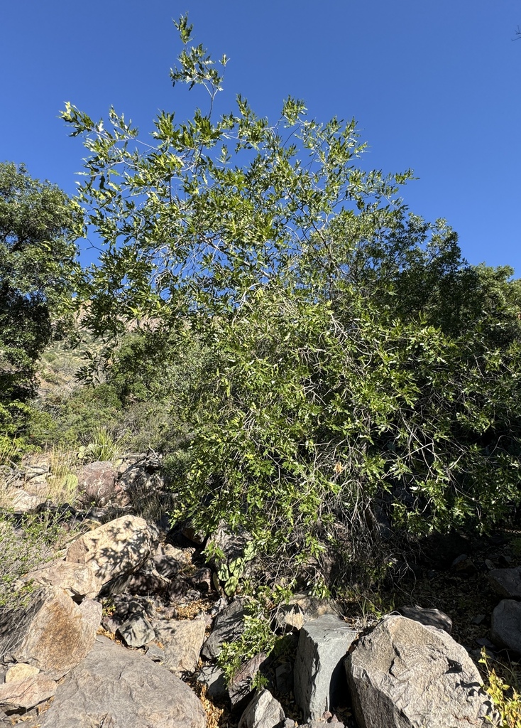 Chisos Oak in October 2024 by Tellur Fenner (Blue Wind School of ...