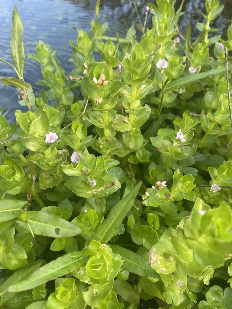Austral Brooklime from Northangera Rd, Northangera, NSW, AU on January ...