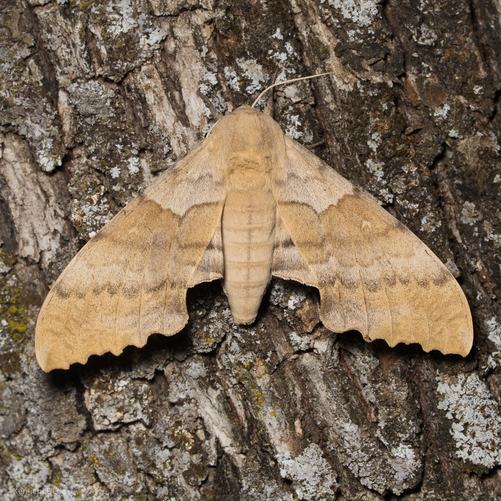 Western Poplar Sphinx (Butterflies and Host Plants) · iNaturalist