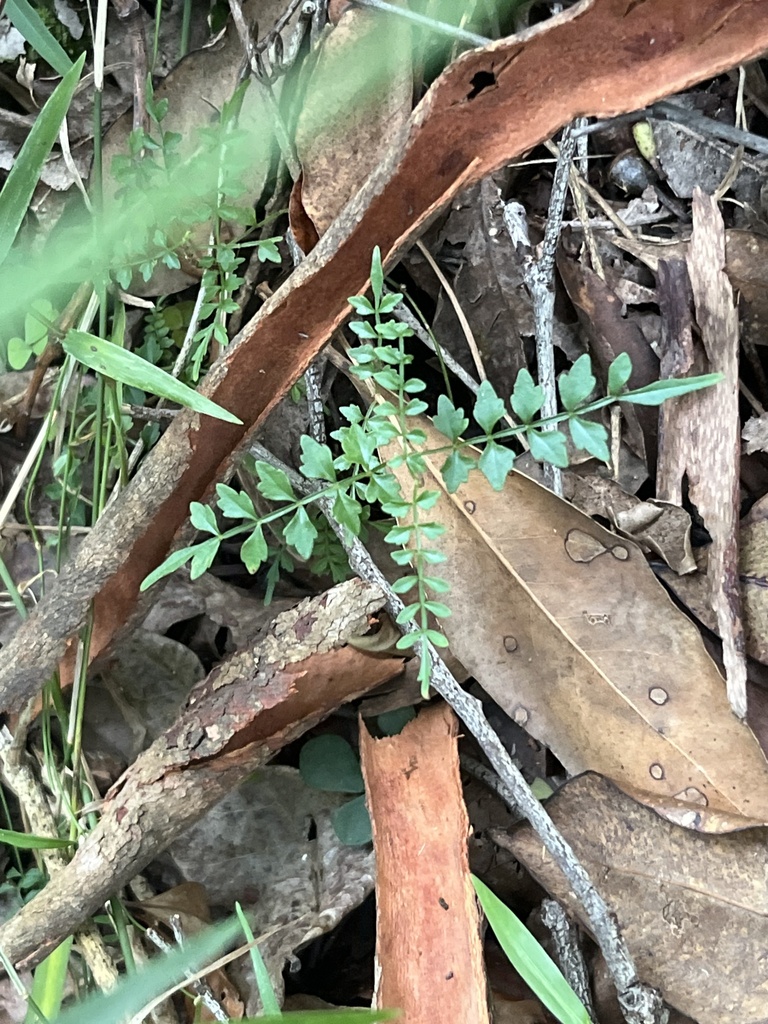 wonga vine from Woondum National Park, Mothar Mountain, QLD, AU on ...