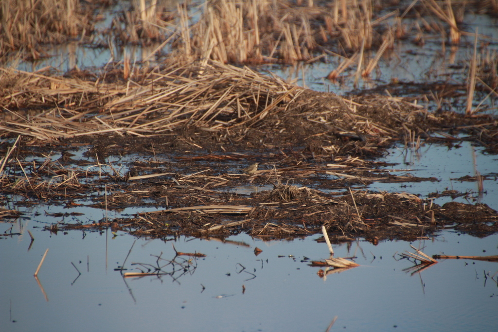 American Pipit from Cameron Parish, LA, USA on January 2, 2025 at 11:02 ...
