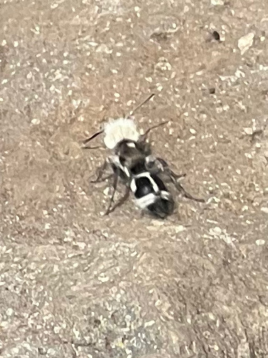 Panda Ant from Santiago Province, Santiago Metropolitan Region, Chile ...