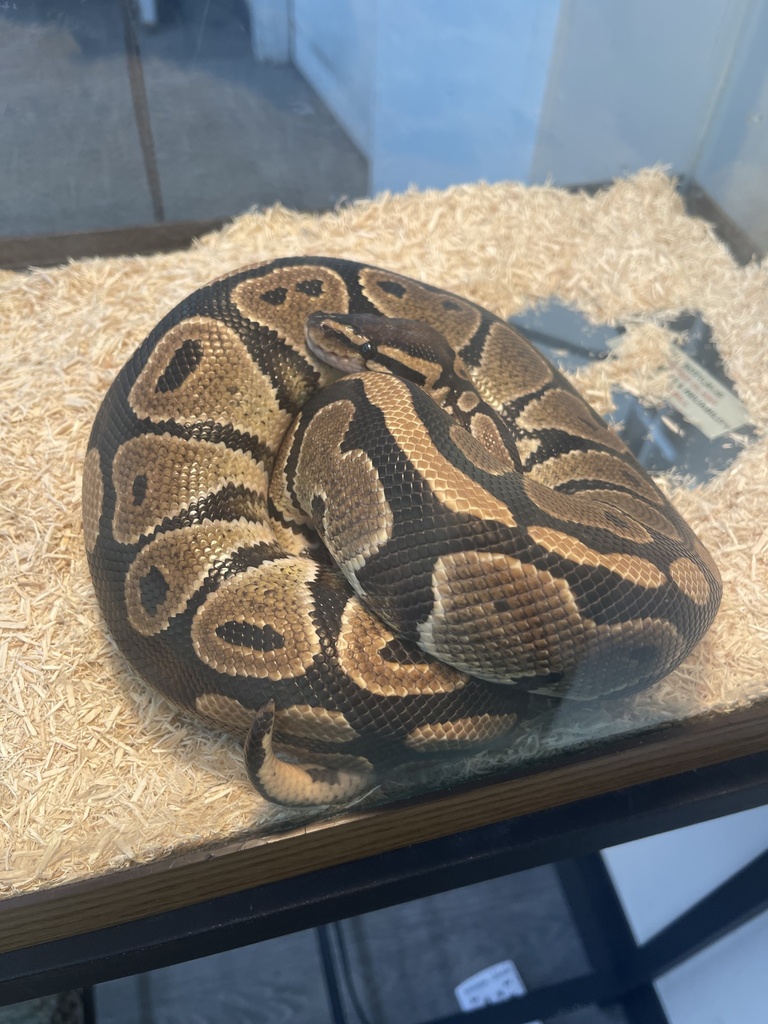 Ball Python from Berne Square Shop Centre, New Bern, NC, US on January ...