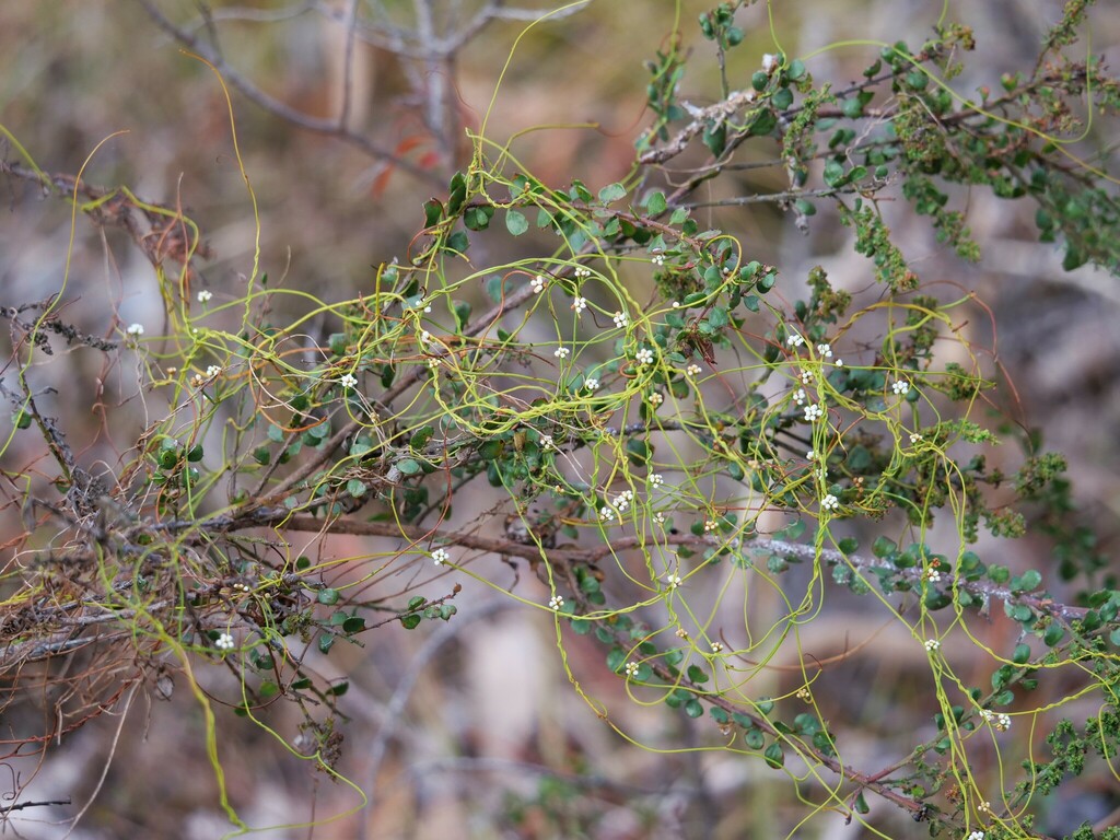 Slender Devil's Twine from Macclesfield SA 5153, Australia on January ...