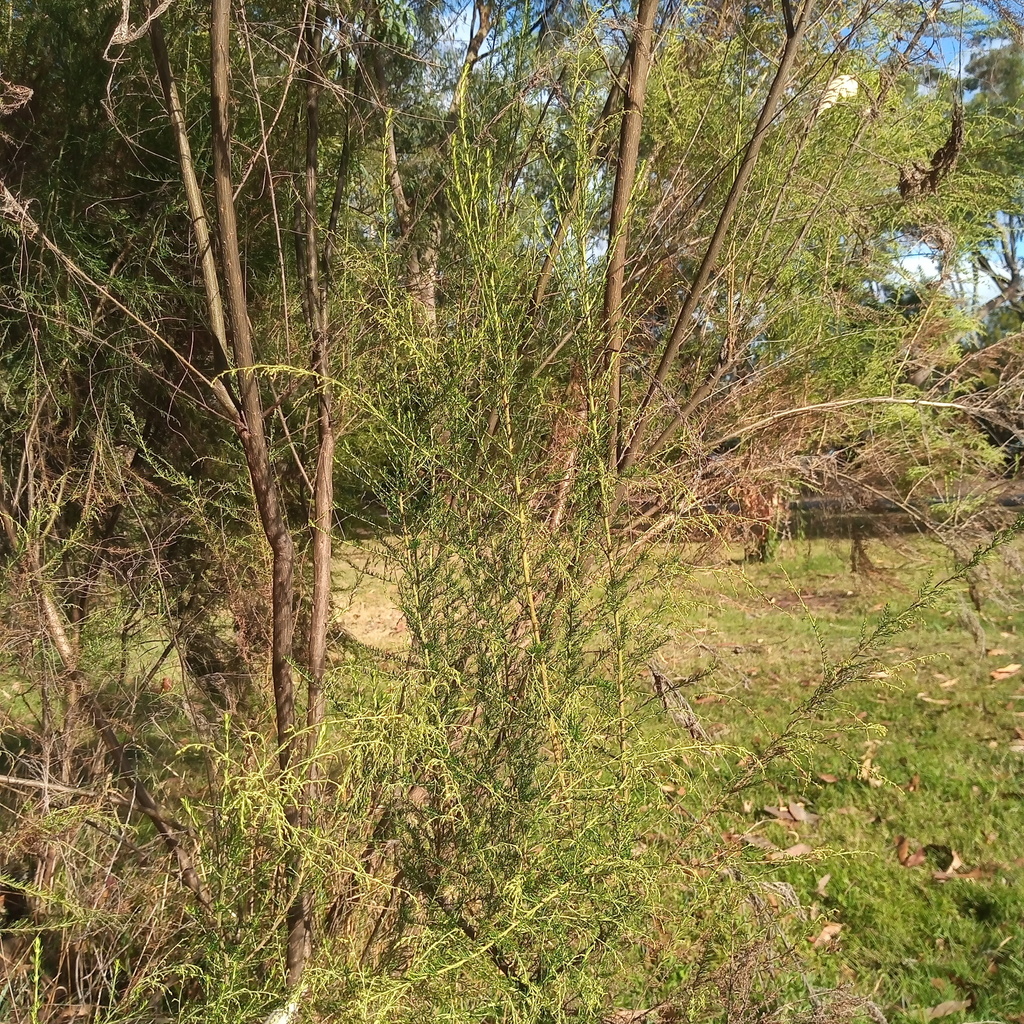 Sifton Bush from Casey - Berwick, Victoria, Australia on January 16 ...