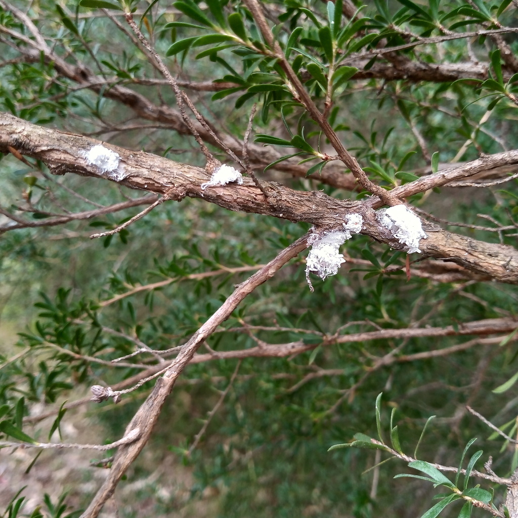 Callococcus acaciae from Lysterfield VIC 3156, Australia on January 16 ...
