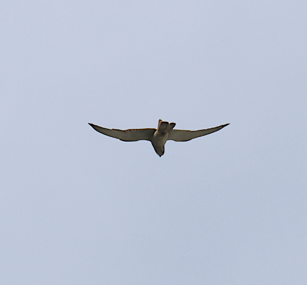 Christmas Island Swiftlet from Flying Fish Cove Shire of Christmas ...