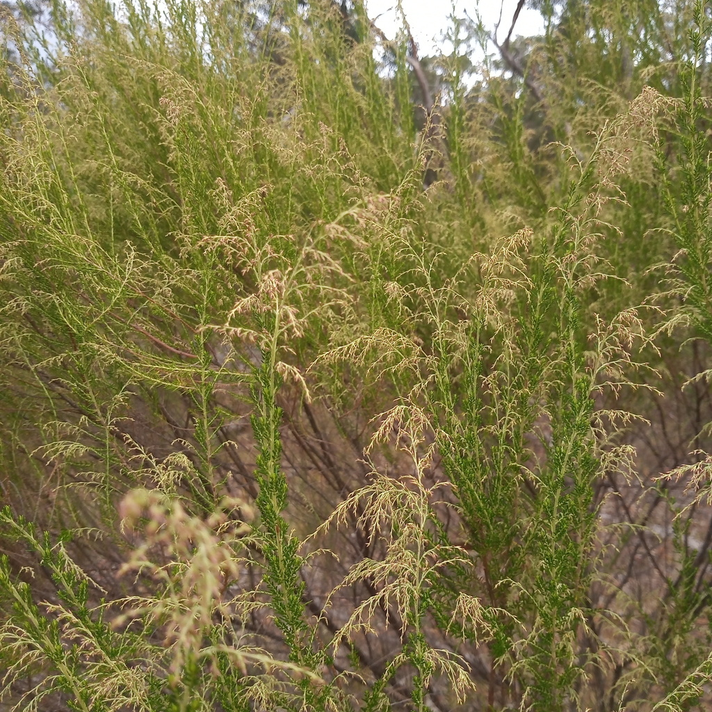 Sifton Bush from Lysterfield VIC 3156, Australia on January 16, 2025 at ...
