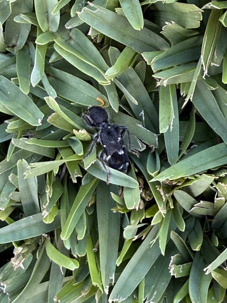 yellow-horned clerid in January 2025 by twisted0987. Orange antenna ...