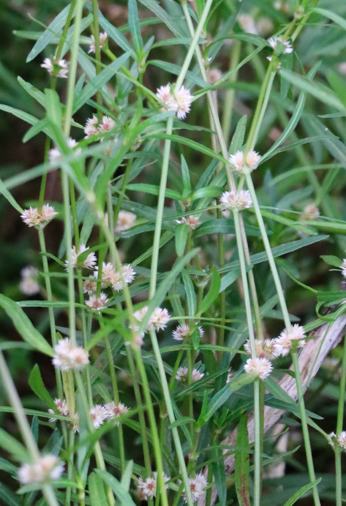 Lesser Joyweed from Lobethal SA 5241, Australia on January 16, 2025 at ...