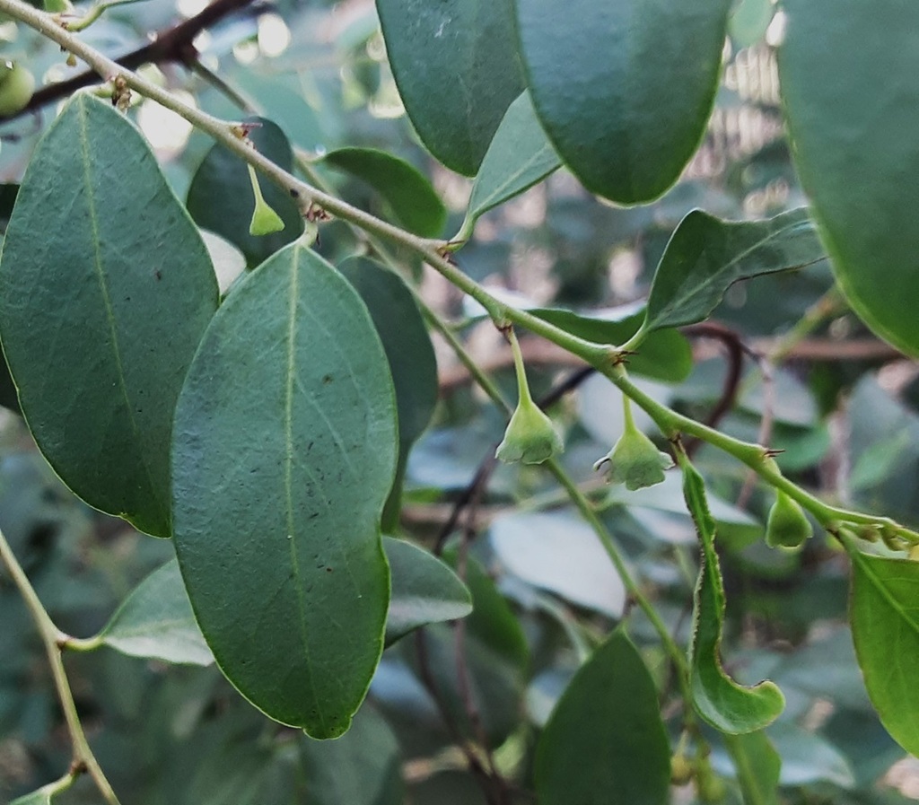 coffee bush from Hawkesbury, New South Wales, Australia on January 14 ...