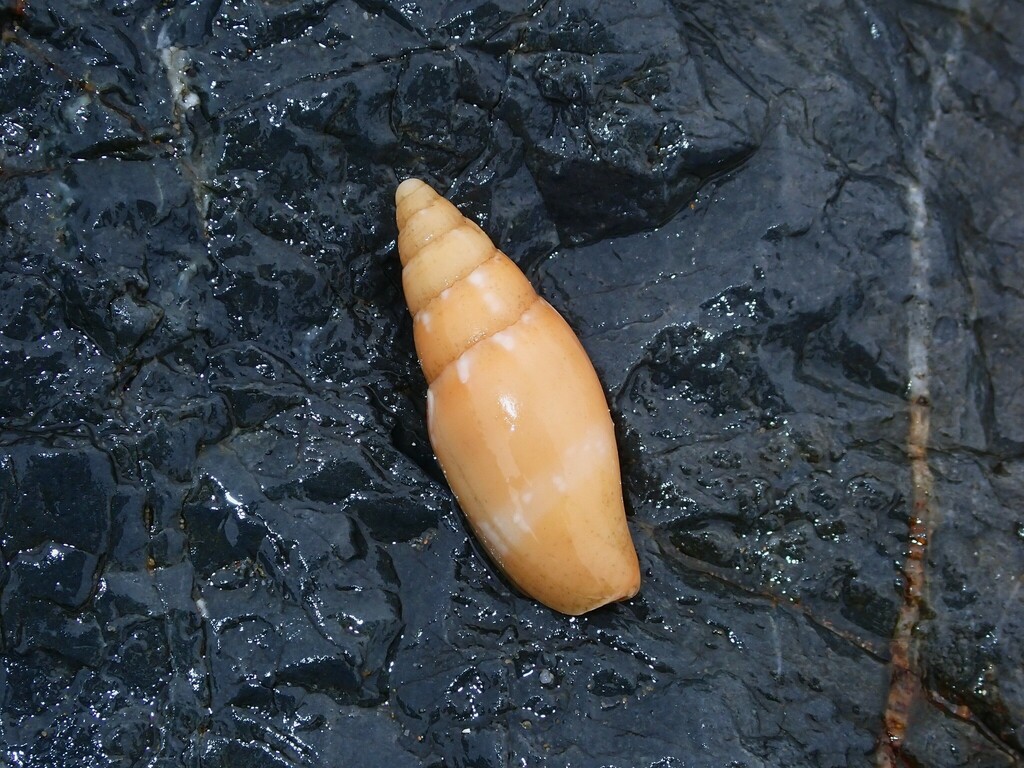 Quasimitra solida from Woolgoolga NSW 2456, Australia on January 17, 2025 at 02:38 PM by Adrian ...