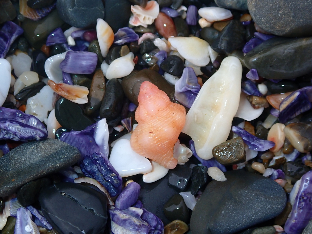 Mipus arbutum from Woolgoolga NSW 2456, Australia on January 17, 2025 ...