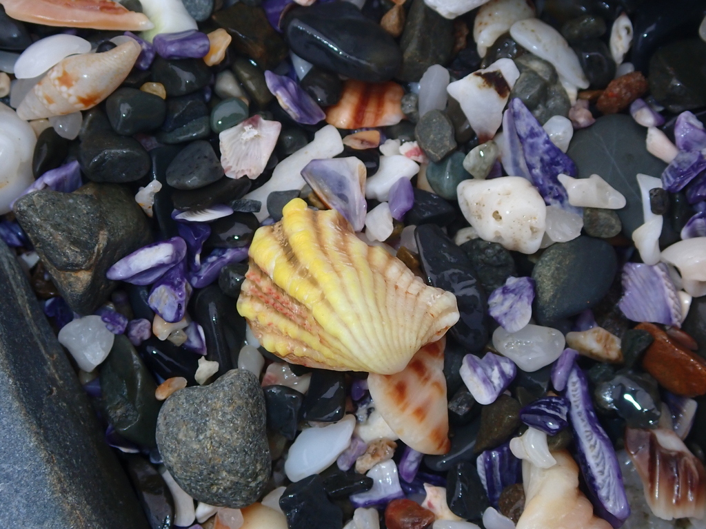 Large-ribbed Cardita from Woolgoolga NSW 2456, Australia on January 17 ...