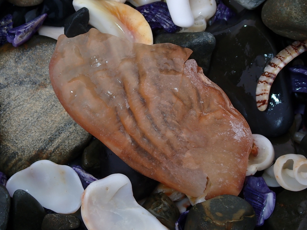 Baggy Pen Shell from Woolgoolga NSW 2456, Australia on January 17, 2025 ...