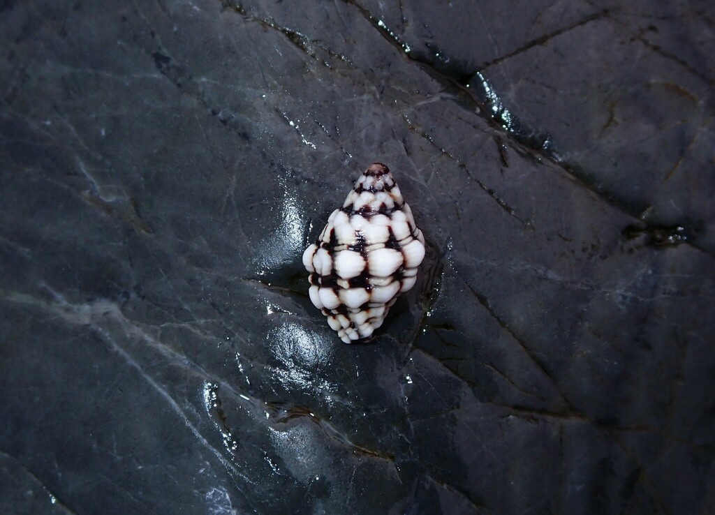 Morula nodicostata from Woolgoolga NSW 2456, Australia on January 17, 2025 at 04:13 PM by Adrian ...