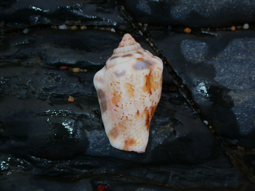 Variable Stromb from Woolgoolga NSW 2456, Australia on January 17, 2025 ...