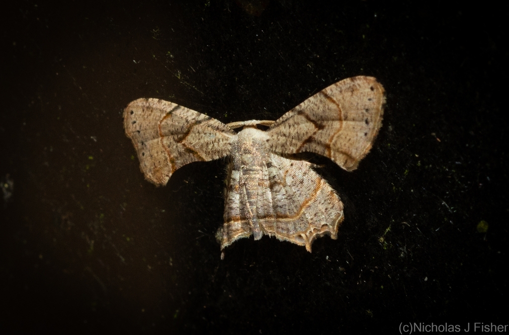 Epiplema quadristrigata from Tamborine Mountain QLD 4272, Australia on ...
