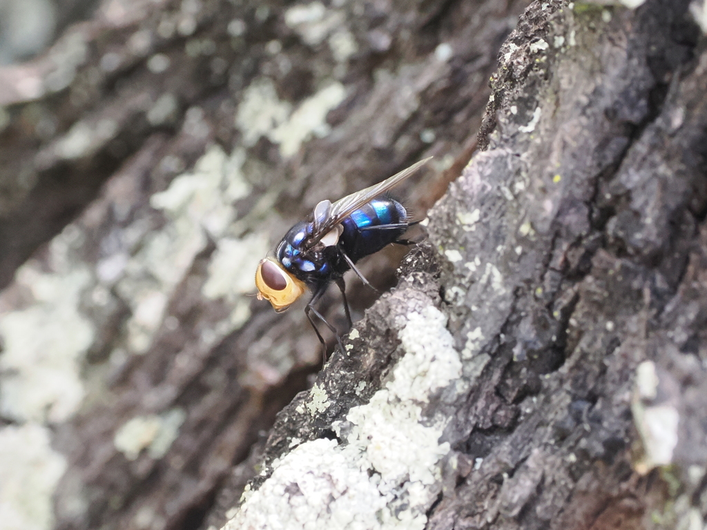 Yellow-Headed Snail Parasitic Blowfly from Brisbane QLD, Australia on ...
