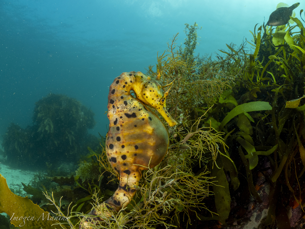 Bigbelly Seahorse from Waubs Bay, Australia on January 16, 2025 at 02: ...