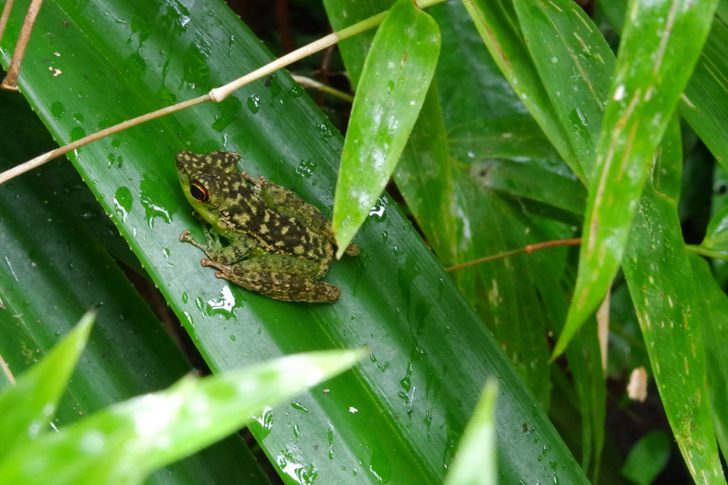 Mindanao Splash Frog from San Isidro, Paranas, Samar, Philippines on ...