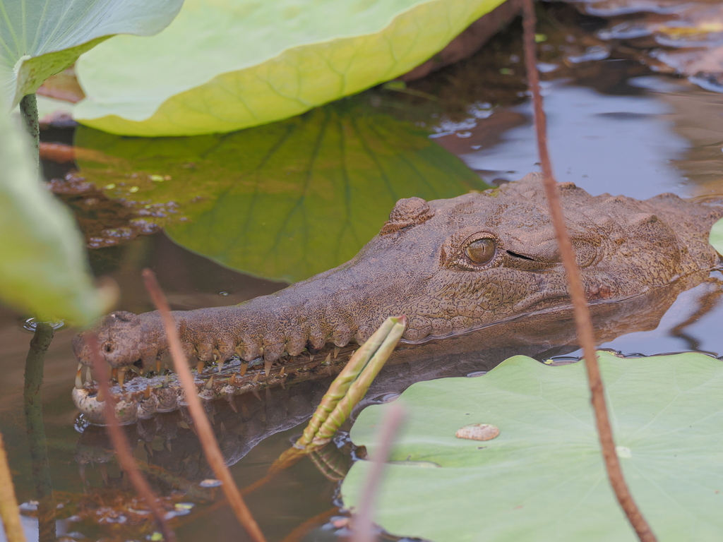 Freshwater Crocodile from Fogg Dam, Middle Point NT 0822, Australia on ...