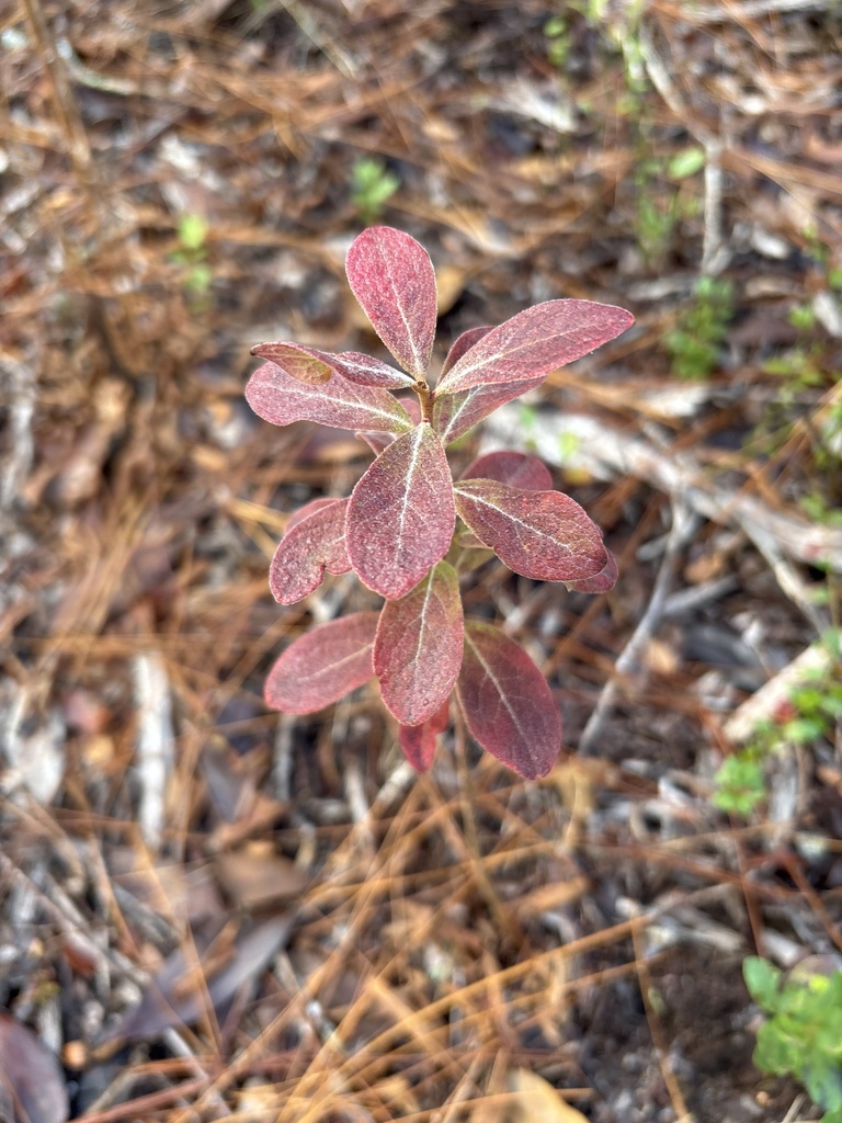 huckleberries from Elkton, FL, US on January 17, 2025 at 08:57 AM by ...