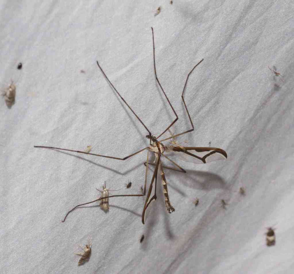 Giant Eastern Crane Fly from Le Rocher-Percé, QC, Canada on July 27 ...