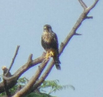 Aplomado Falcon from Lake Pampulha, Belo Horizonte - State of Minas ...