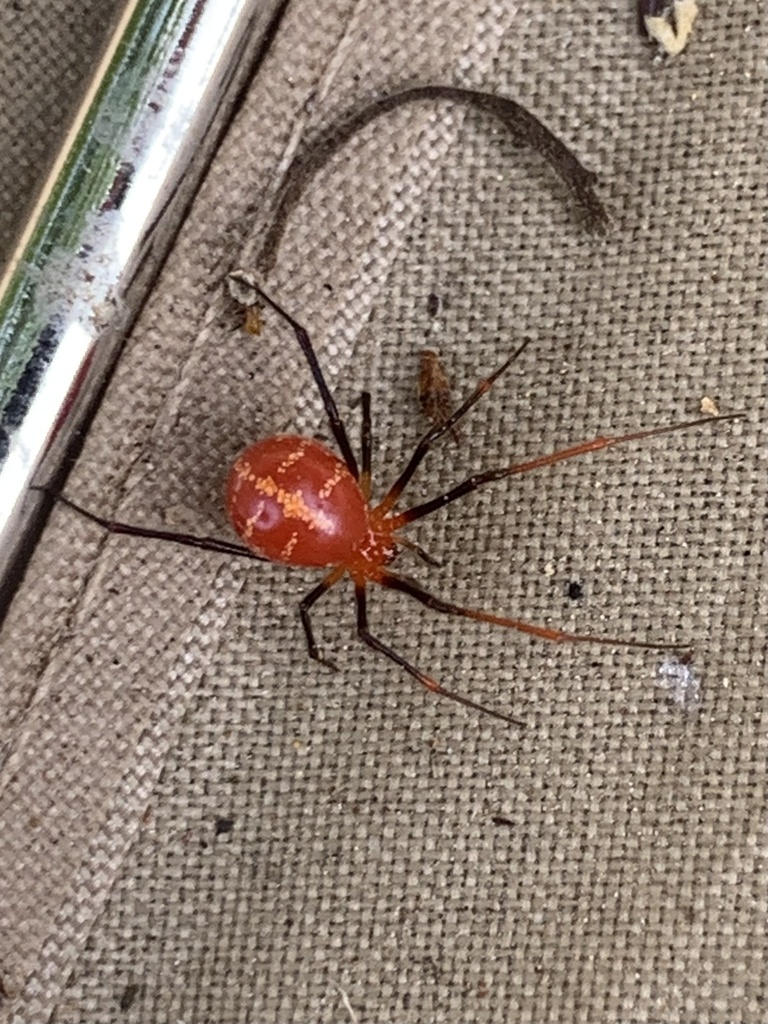 Theridiinae from D514, Utrecht, KwaZulu-Natal, ZA on January 17, 2025 ...