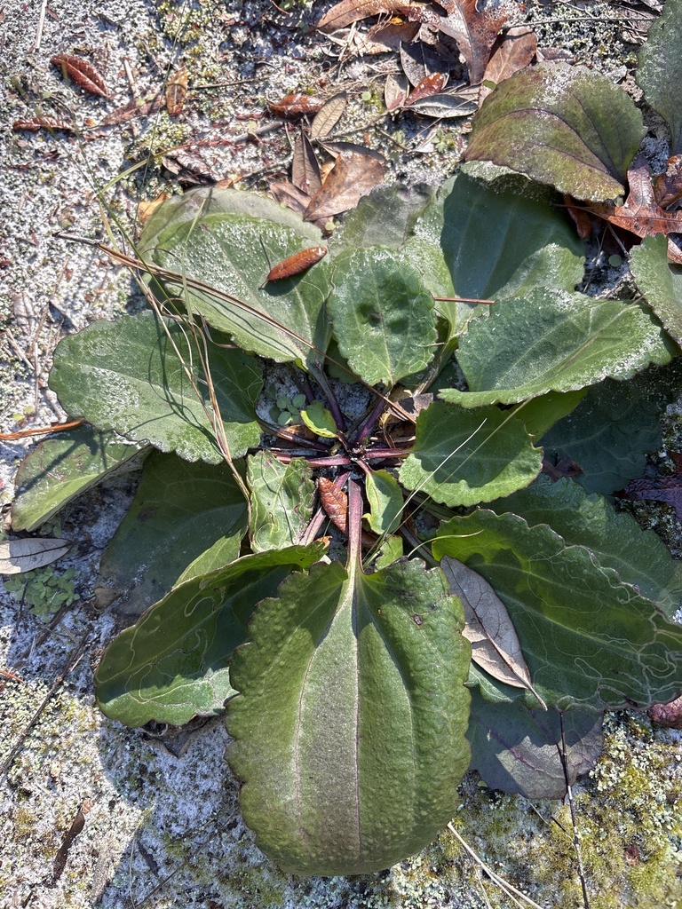 Florida Indian Plantain from County Road 13 S, Elkton, FL, US on ...
