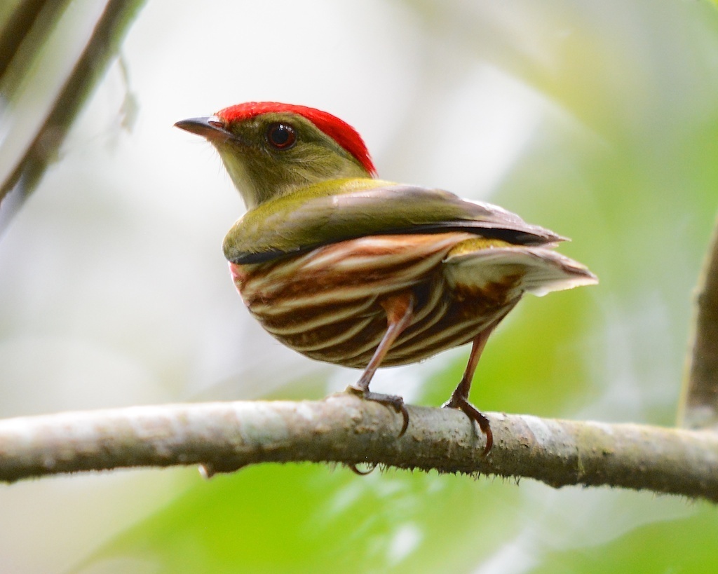 Striolated Manakin from Cocorná, Antioquia, Colombia on April 7, 2016 ...