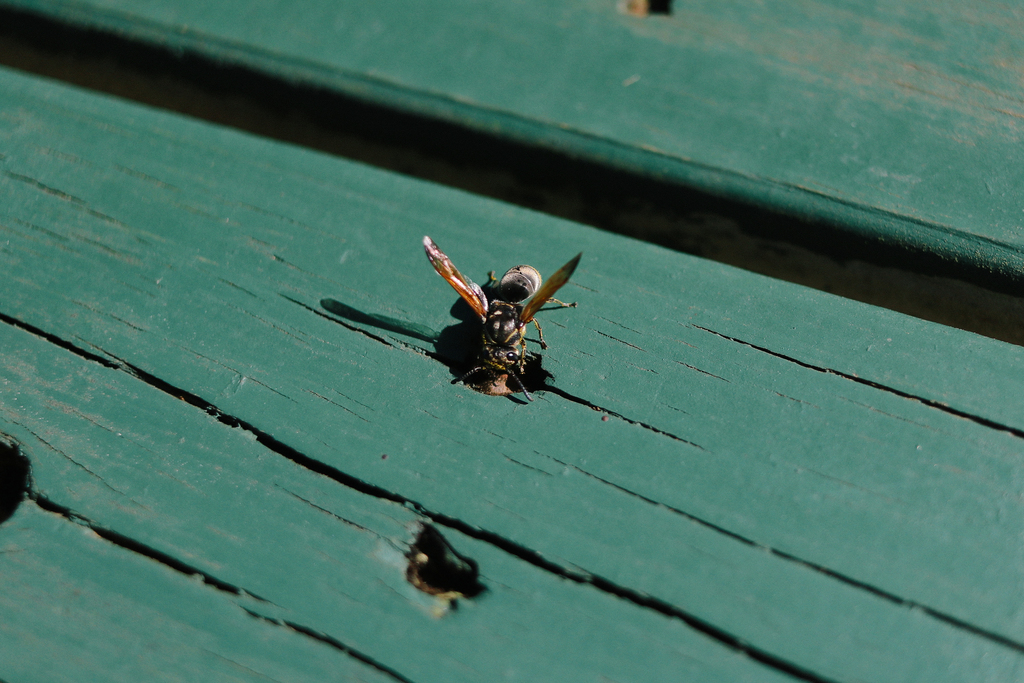 Keyhole Wasp from Pitcairn Islands on July 2, 2019 at 10:37 AM by Kane ...