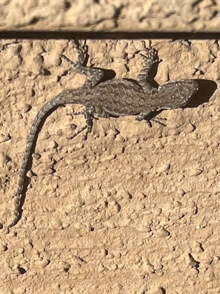 Ornate Tree Lizard in January 2025 by horned_dynastid · iNaturalist