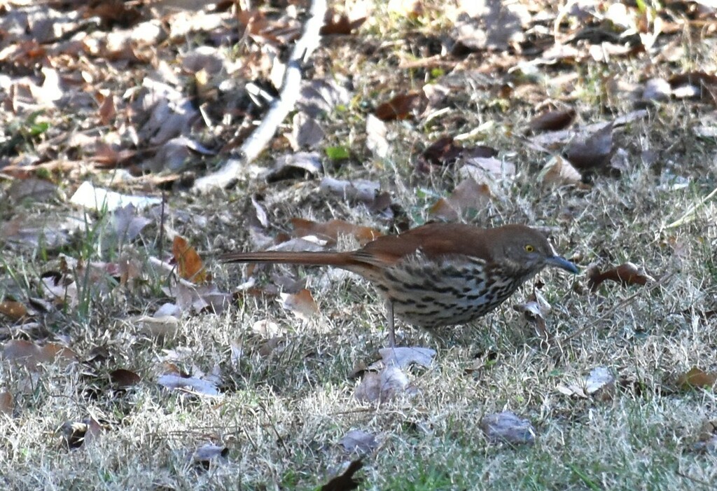 Brown Thrasher from Dekalb County, GA, USA on January 17, 2025 at 11:19 ...